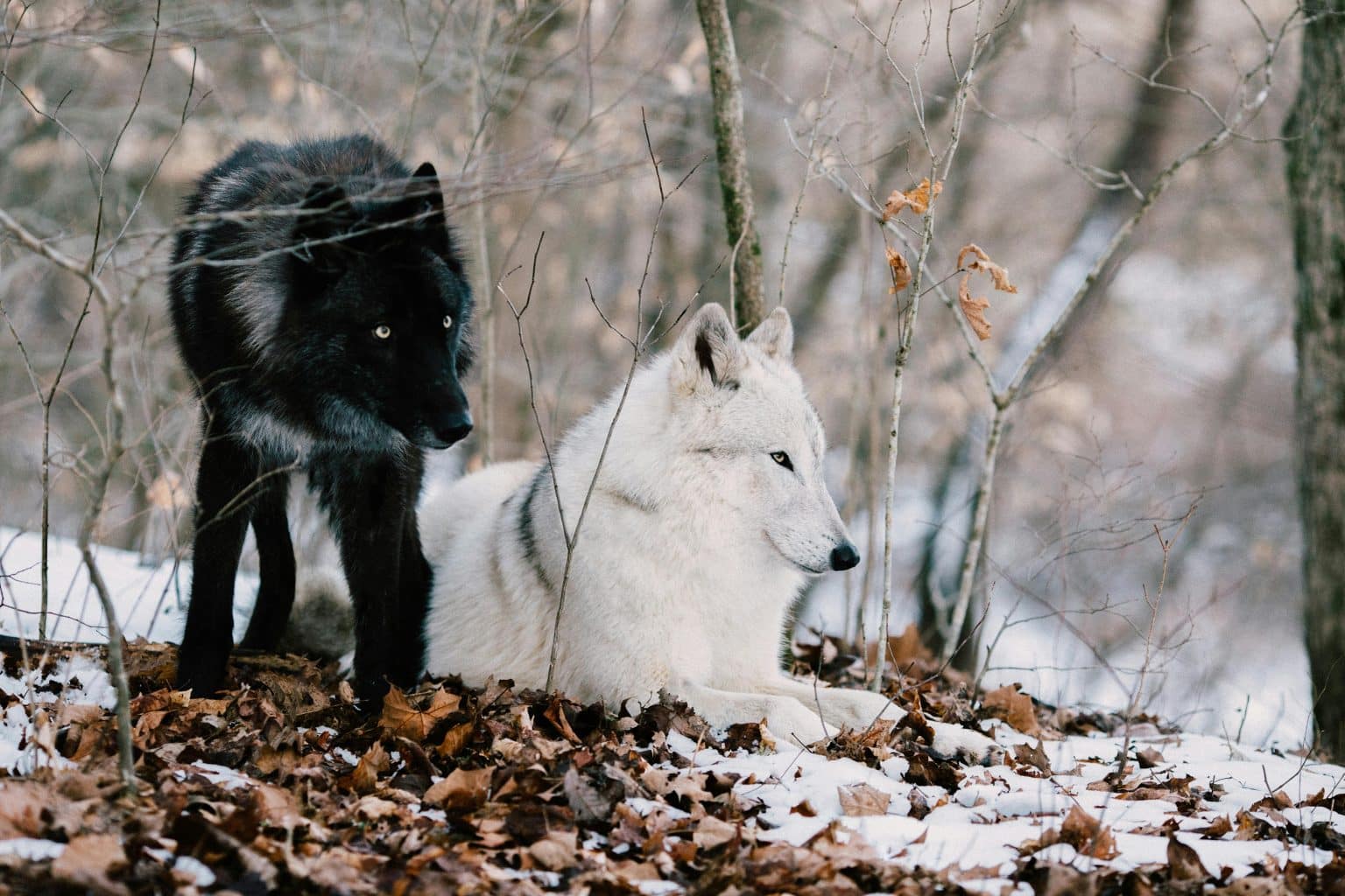 11 Wild Animals That Are Completely Silent Hunters - iHeartDogs.com