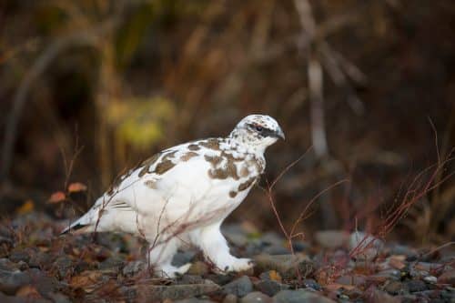11 Wild Animals That Change Their Appearance with the Seasons ...