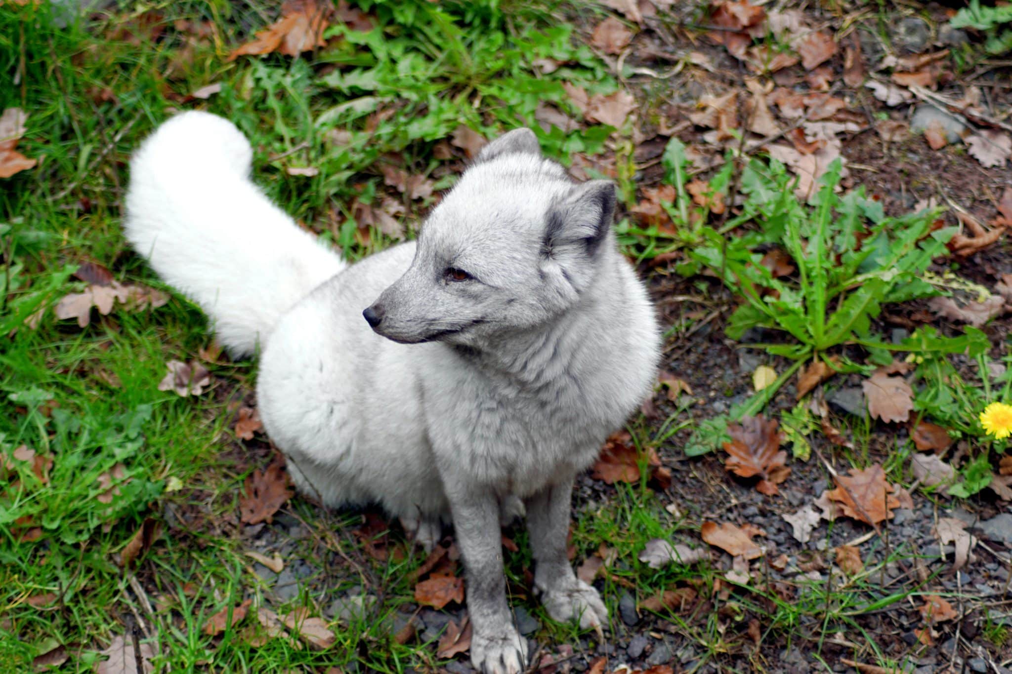 11 Wild Animals That Change Their Appearance with the Seasons ...
