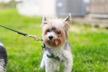 23 Most Talkative Dog Breeds That Love to Communicate - iHeartDogs.com