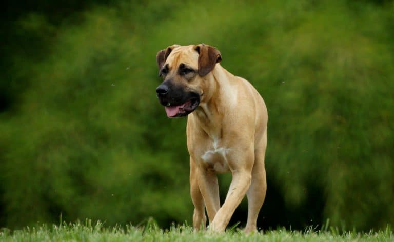 21 Large Dog Breeds That Are Total Cuddle Monsters - iHeartDogs.com