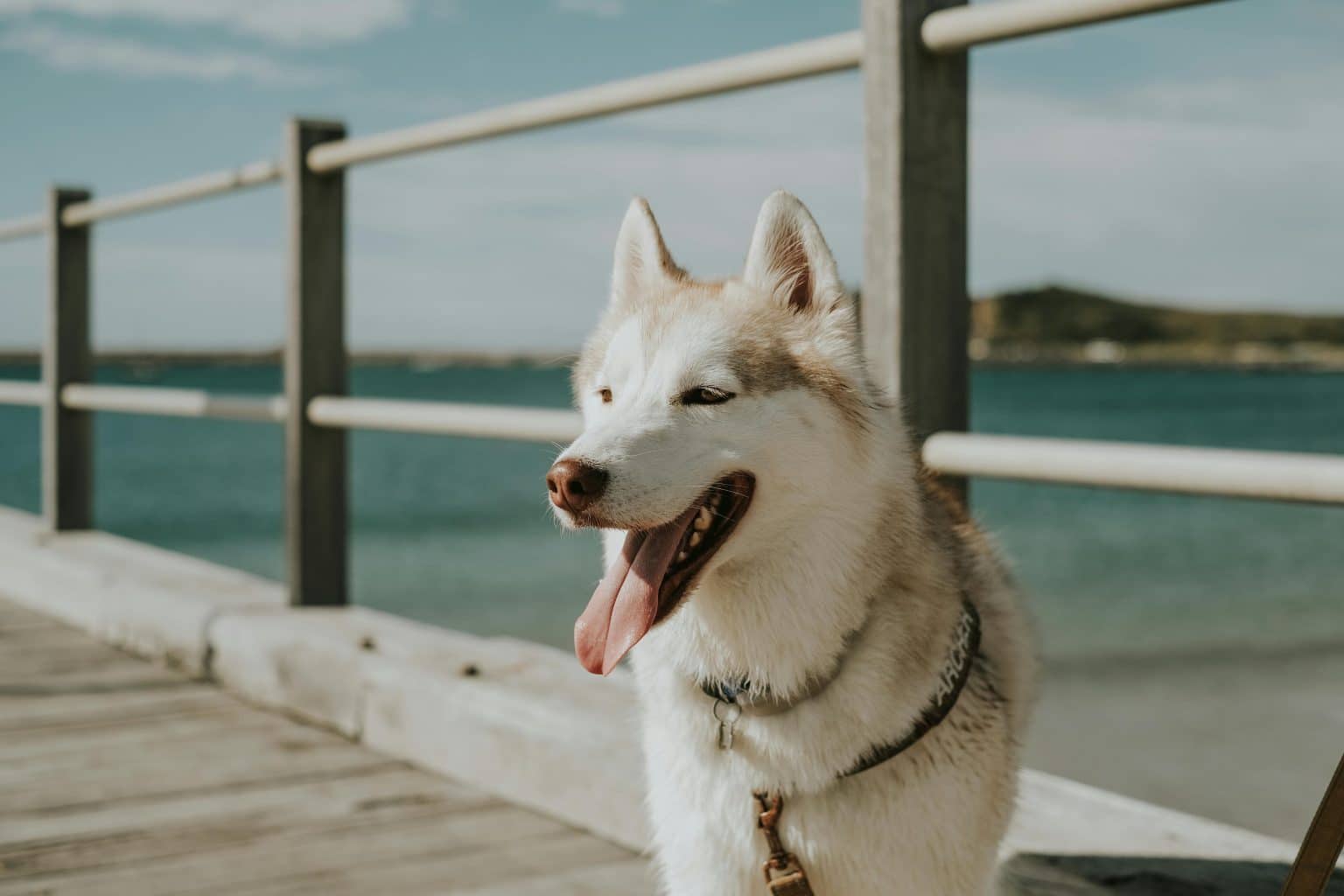 11 Powerful Lessons Dogs Teach Us About Living In The Moment ...