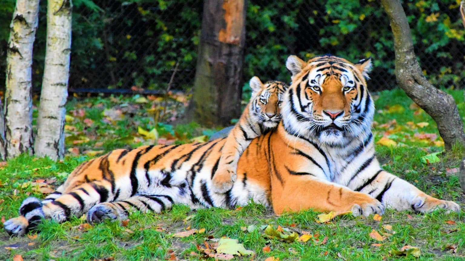 11 Wild Animals That Change Their Appearance with the Seasons ...