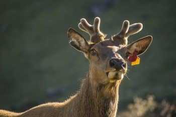 15 Wild Animals That Can Survive The Harshest Conditions On Earth ...