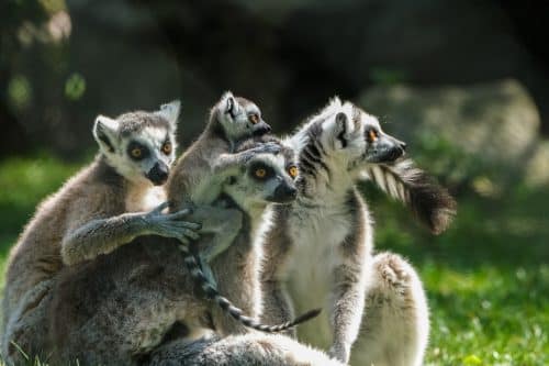 11 Animals That Are Surprisingly Related to Each Other - iHeartDogs.com