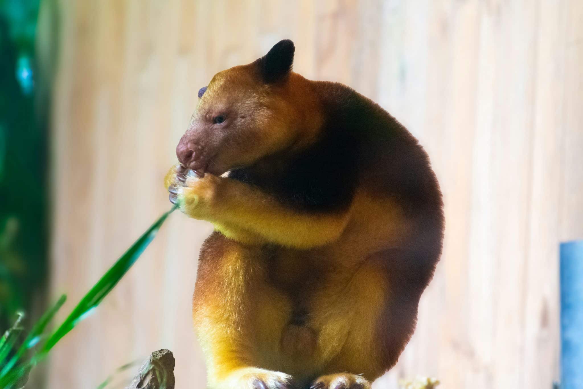15 Wild Animals That Are So Rare You’ll Never Believe They Exist ...