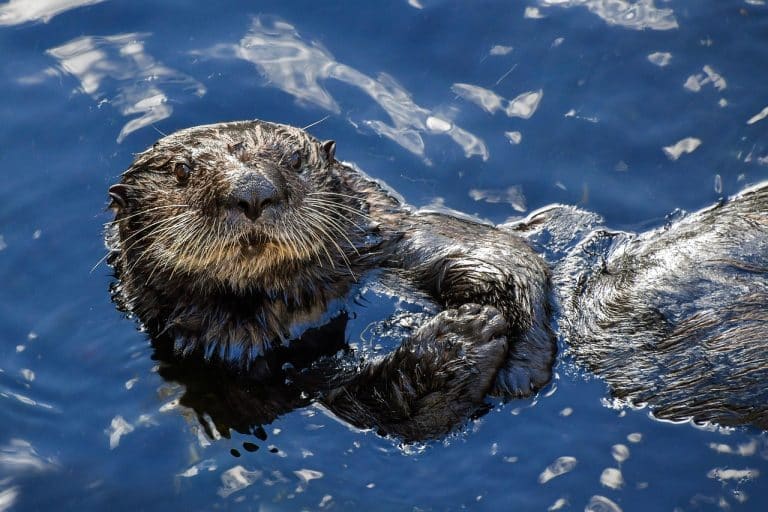 13 Wild Animals That Use Tools Just Like Humans - iHeartDogs.com