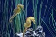 11 Most Bizarre Animal Mating Rituals In The Wild - iHeartDogs.com