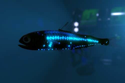13 Wild Animals That Glow In The Dark (And Why) - iHeartDogs.com