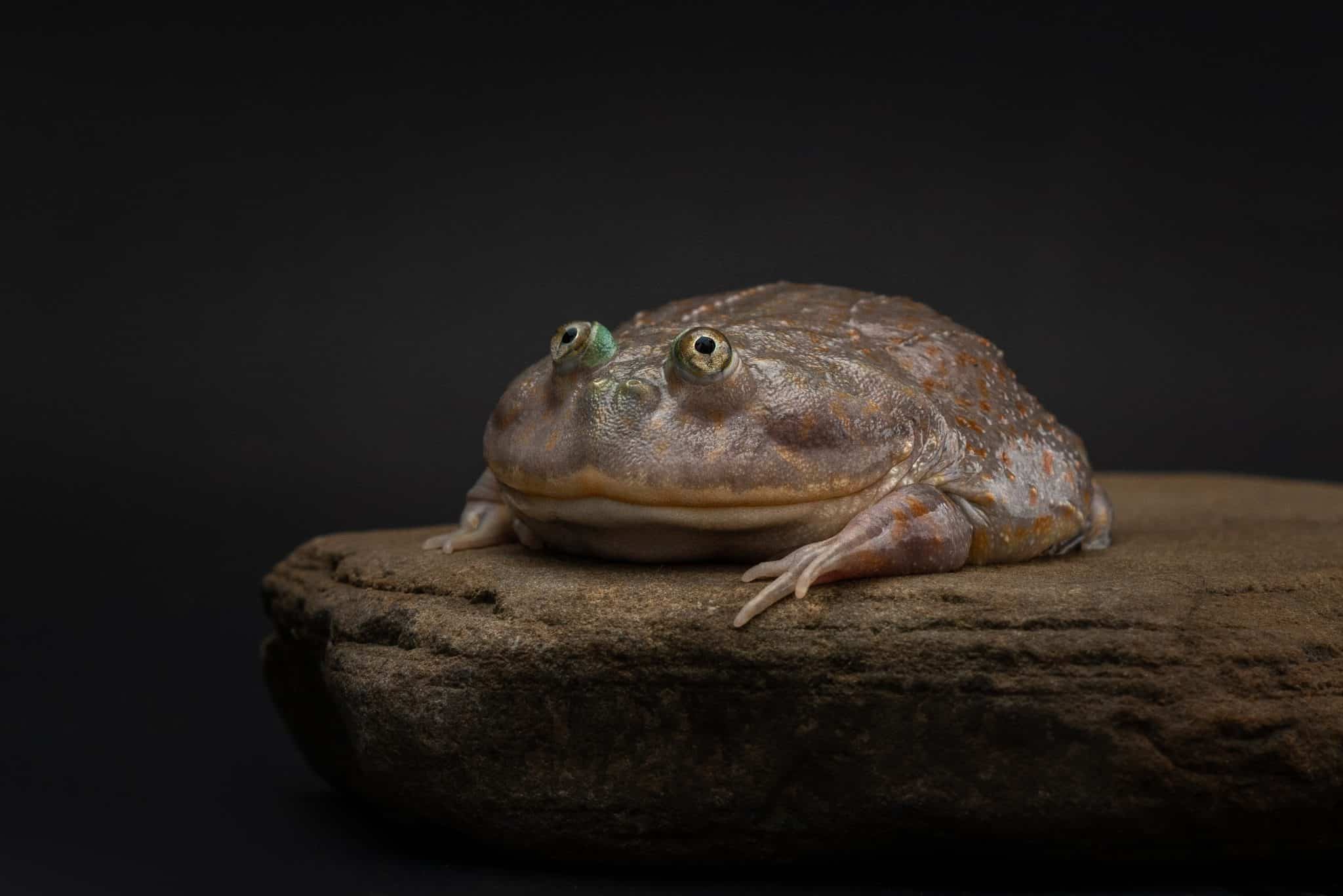 9 Best Frogs To Keep As Pets (And 3 You Shouldn’t) - iHeartDogs.com
