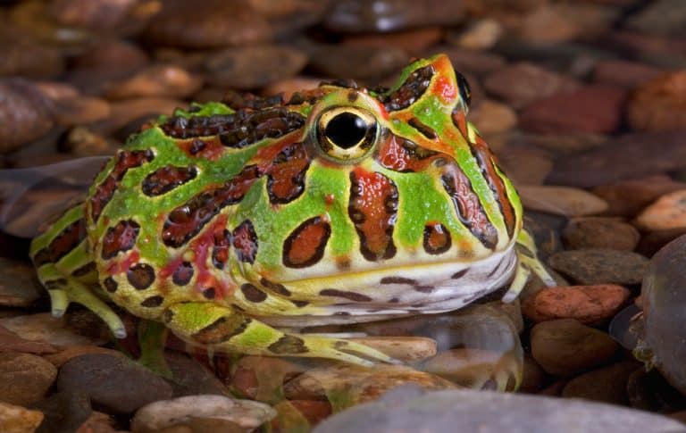 9 Best Frogs To Keep As Pets (And 3 You Shouldn’t) - iHeartDogs.com