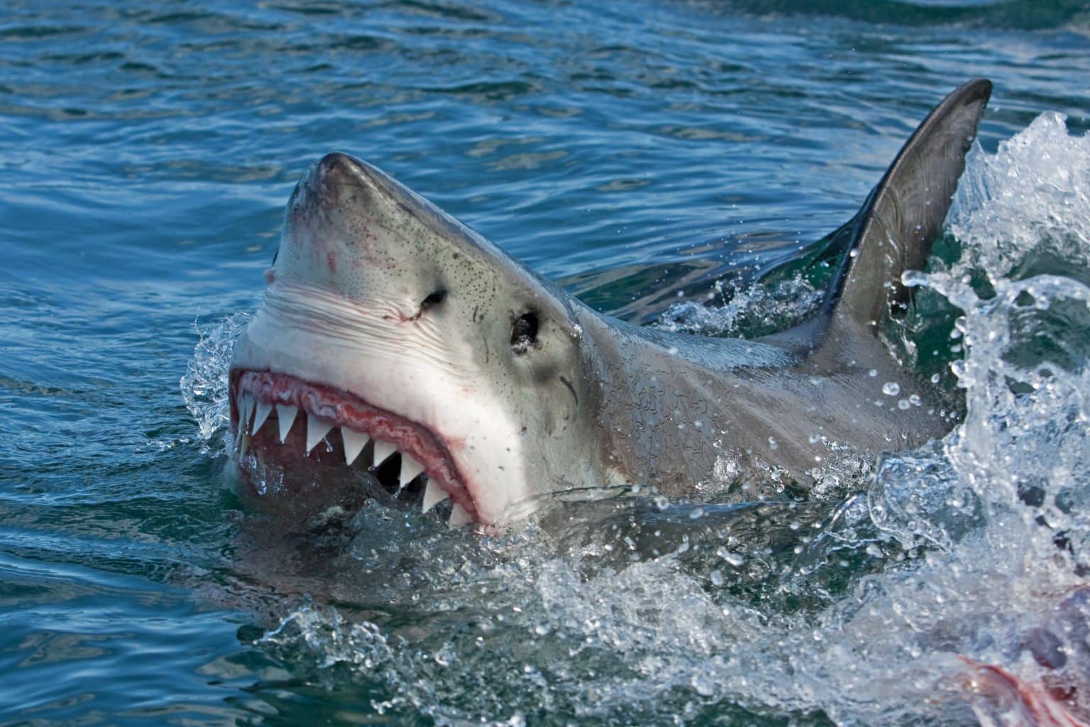 15 Wild Animals That Can Survive The Harshest Conditions On Earth ...