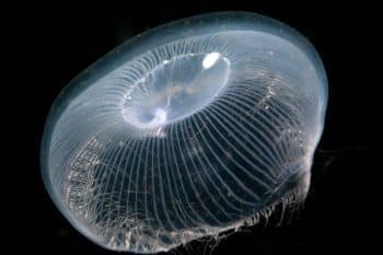 13 Wild Animals That Glow In The Dark (And Why) - iHeartDogs.com