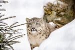 15 Wild Animals That Can Survive The Harshest Conditions On Earth ...