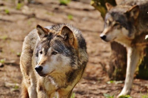 13 Wild Animals That Are Masters Of Teamwork In The Wild - iHeartDogs.com