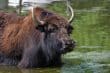 15 Wild Animals That Can Survive The Harshest Conditions On Earth ...