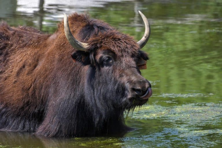 15 Wild Animals That Can Survive The Harshest Conditions On Earth ...