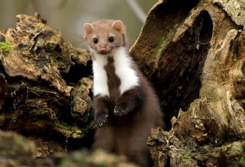 11 Wild Animals That Change Their Appearance with the Seasons ...