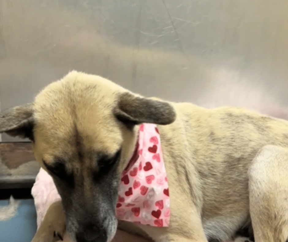 Heartfelt Video Captures Shelter Dogs Finally Experiencing Love ...