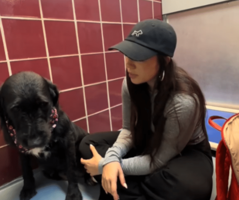 Heartfelt Video Captures Shelter Dogs Finally Experiencing Love ...