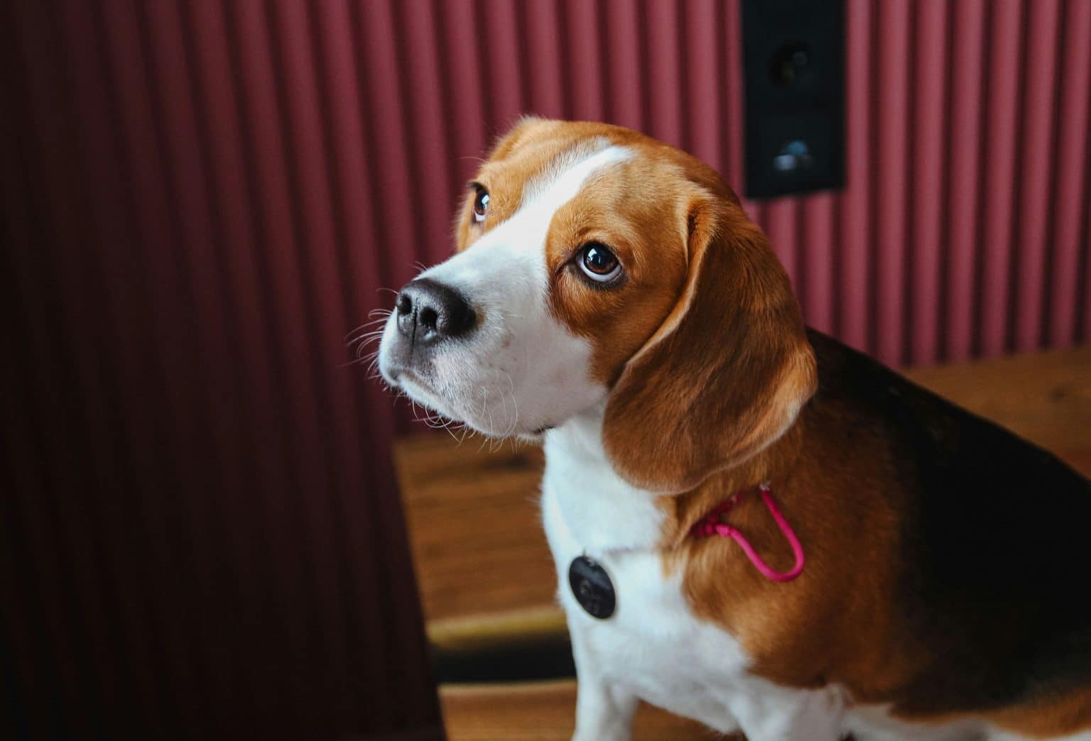 15 Best Family-Friendly Dog Breeds That Will Love Your Kids Like Their Own