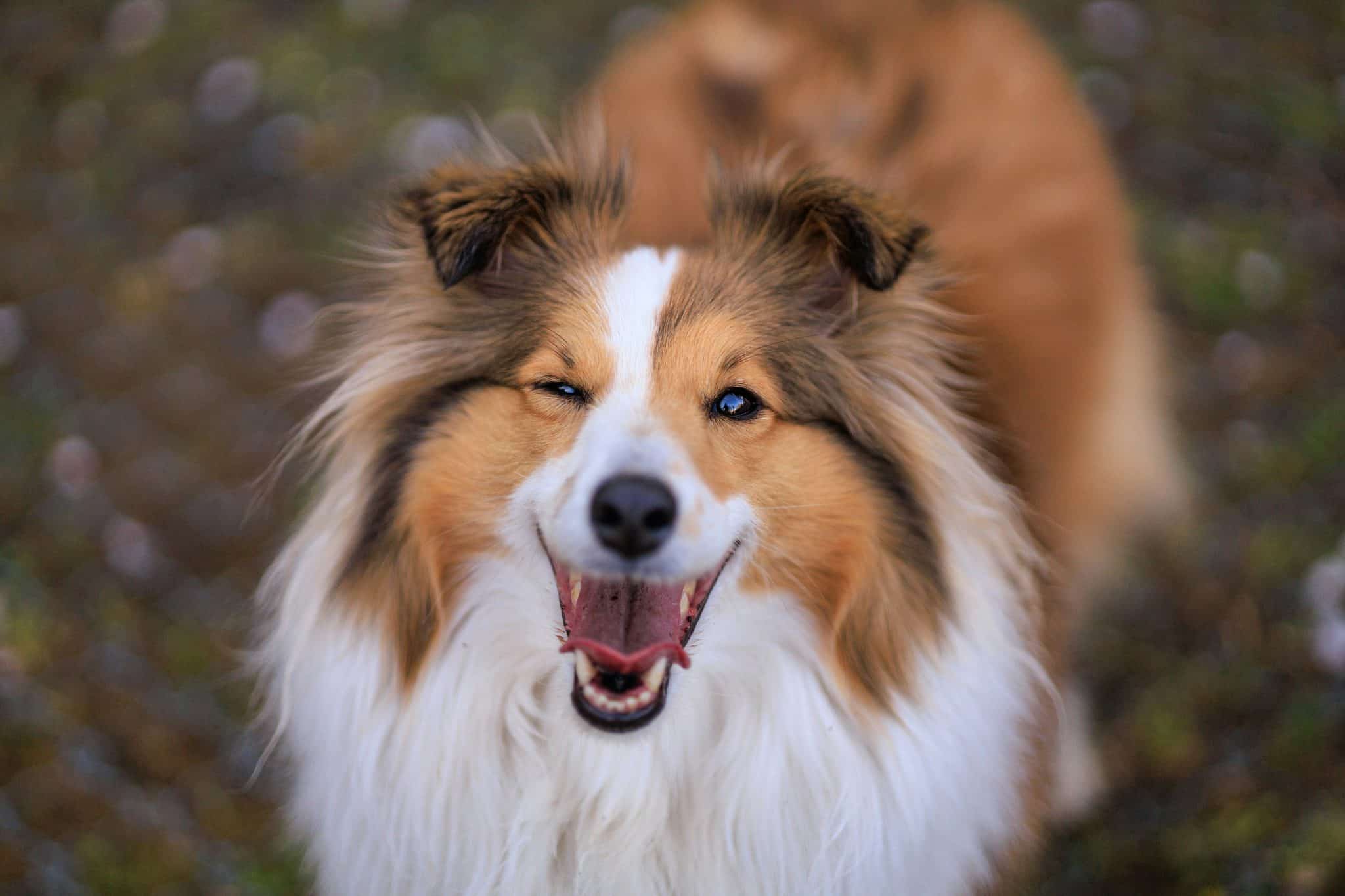 15 Signs Your Dog Is Smiling (Yes, They Really Can!) - iHeartDogs.com