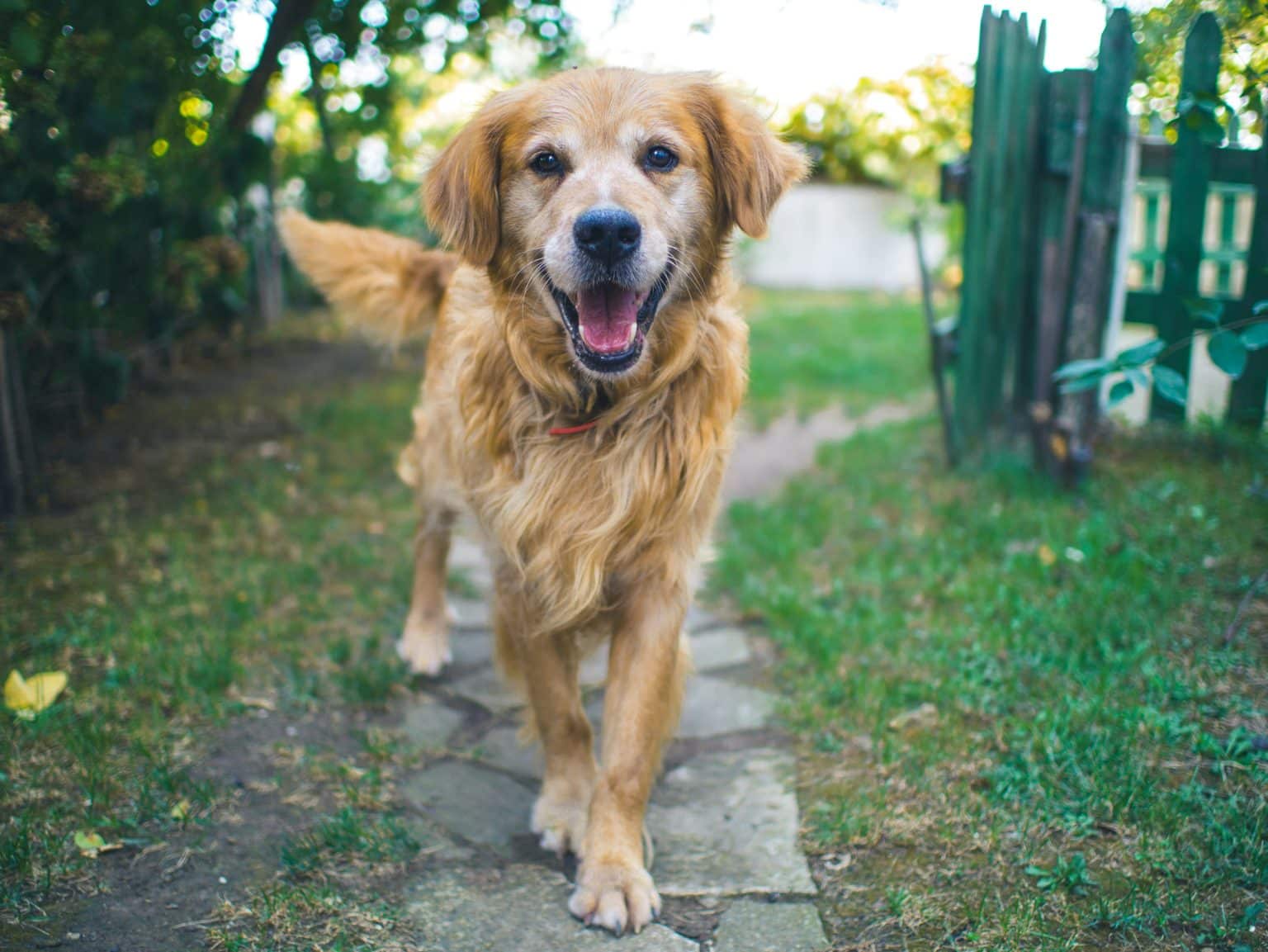 15 Signs Your Dog Is Smiling (Yes, They Really Can!) - iHeartDogs.com