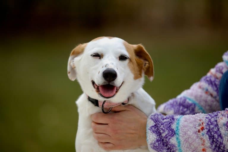 15 Signs Your Dog Is Smiling (Yes, They Really Can!) - iHeartDogs.com