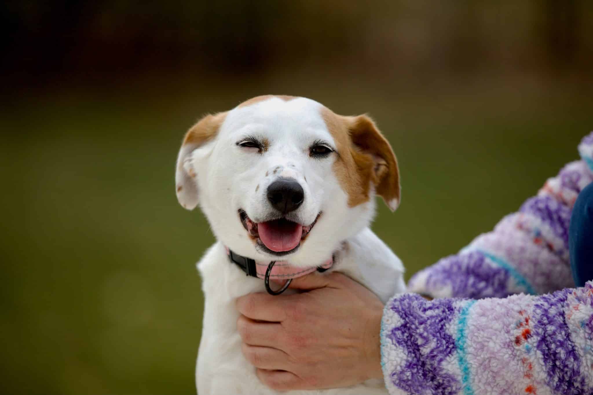 15 Signs Your Dog Is Smiling (Yes, They Really Can!) - iHeartDogs.com