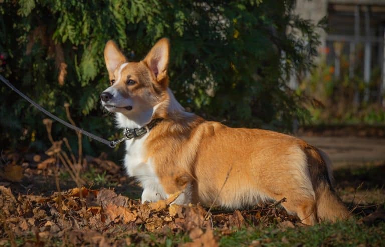 11 Most Playful Dog Breeds That Act Like Puppies Forever - iHeartDogs.com