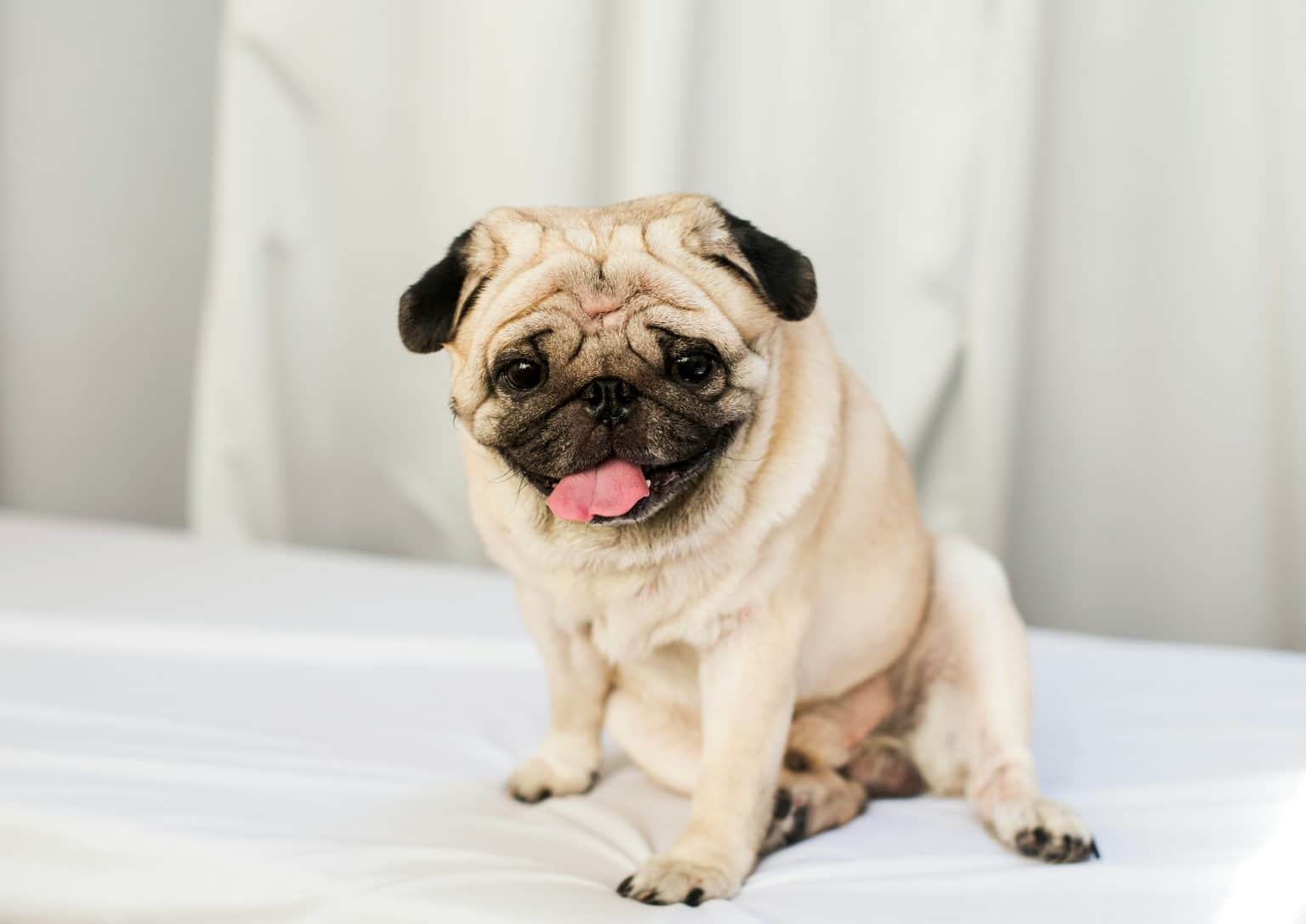 15 Top Dog Breeds for People Who Want a True Companion - iHeartDogs.com