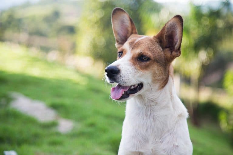 15 Times Dogs Have Saved Their Owners’ Lives in Unbelievable Ways ...
