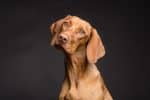 9 Times Your Dog Has Given You the ‘Judgmental Stare’