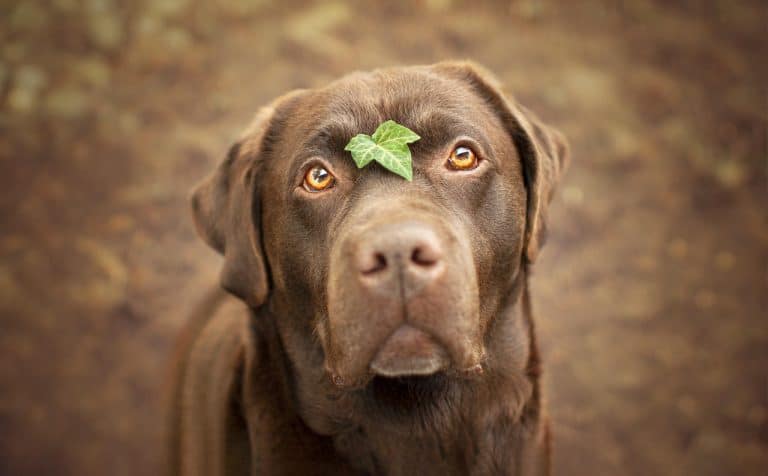 13 Distinguished Dog Breeds That Age With Incredible Grace - iHeartDogs.com