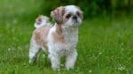 13 Small Dog Breeds That Stay Puppy-Like Forever - iHeartDogs.com
