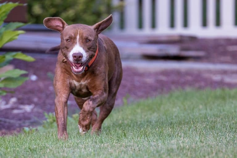 9 Unbelievably Loyal Rescue Dog Breeds That Will Never Forget You ...
