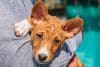 15 Hypoallergenic Dogs That Won’t Trigger Your Allergies - iHeartDogs.com
