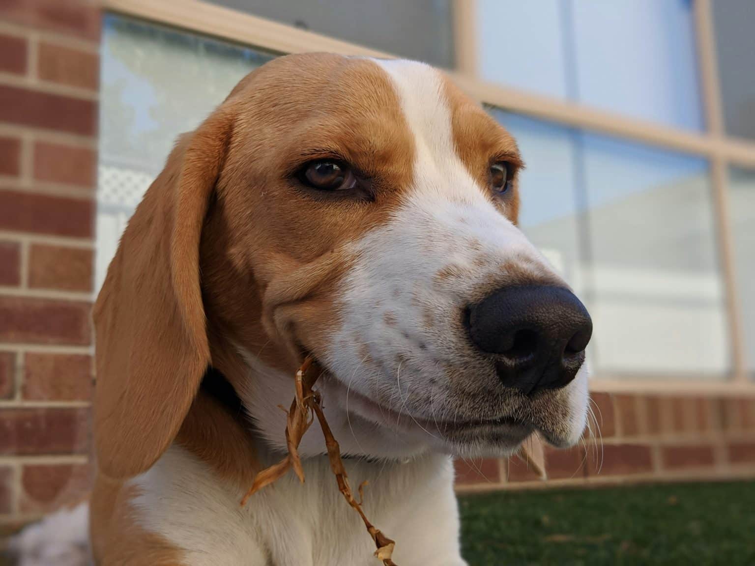 15 Signs Your Dog Is Smiling (Yes, They Really Can!) - iHeartDogs.com
