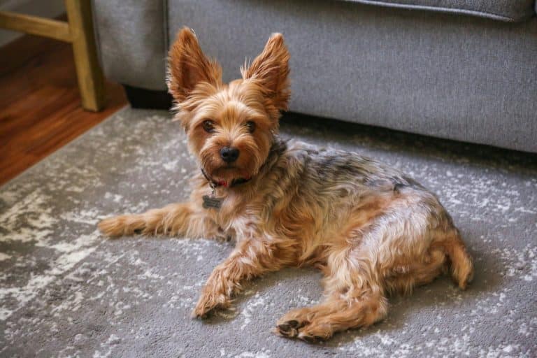 15 Times Dogs Have Helped Solve Crimes & Catch Criminals - iHeartDogs.com