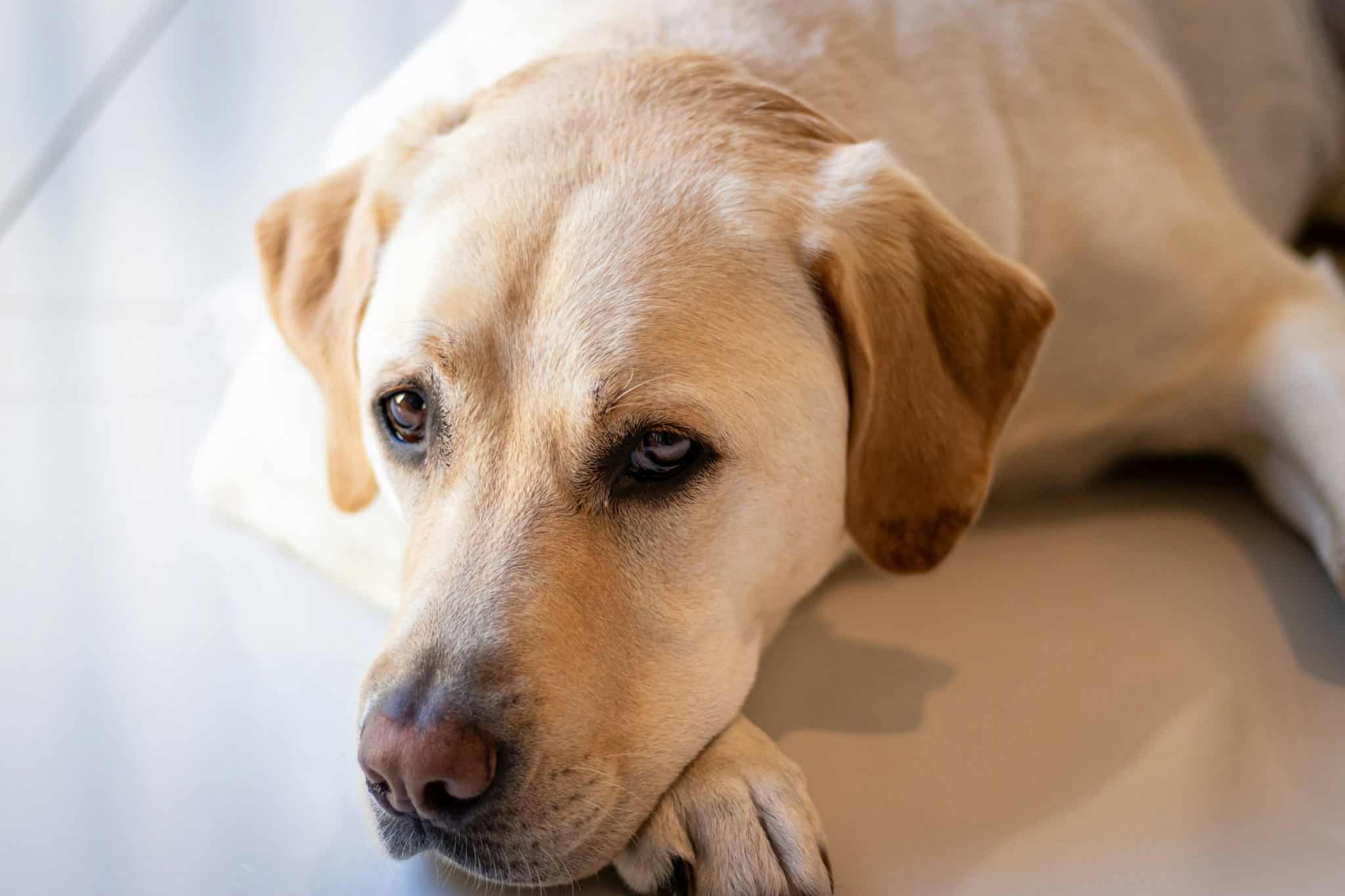 9 Ways Your Dog Tries to Tell You They’re Not Feeling Well - iHeartDogs.com