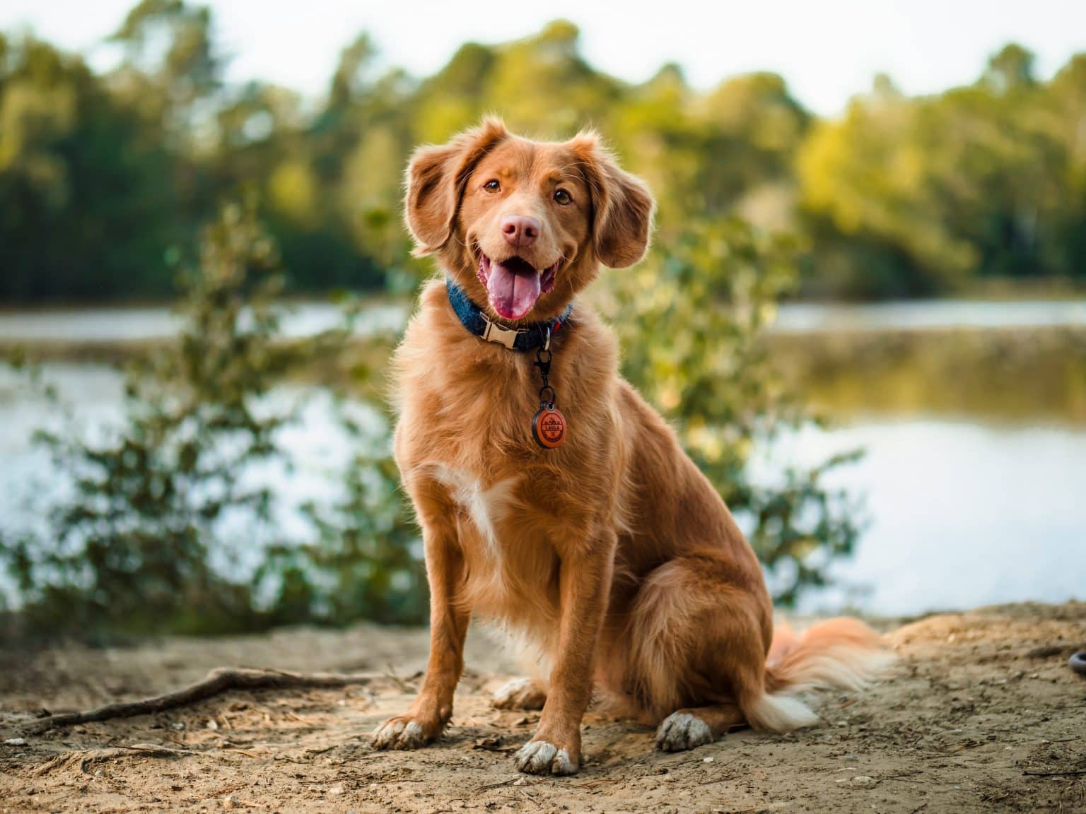 13 Ways Dogs Can Sense Danger Before Humans Can - iHeartDogs.com