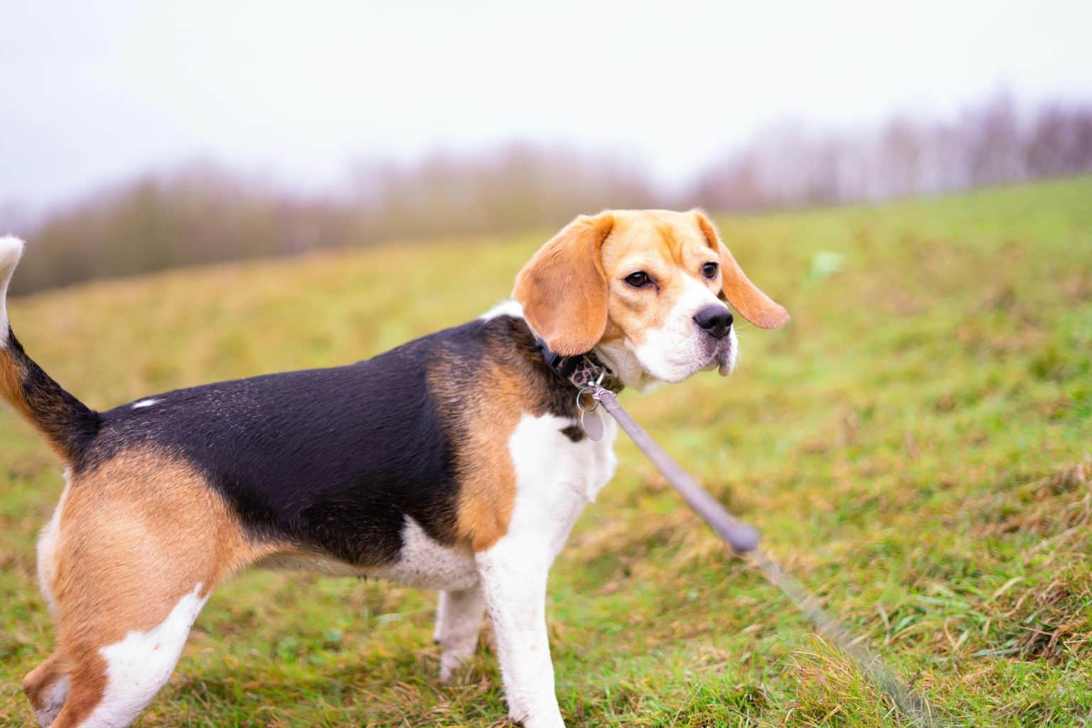 15 Times Dogs Have Helped Solve Crimes & Catch Criminals - iHeartDogs.com