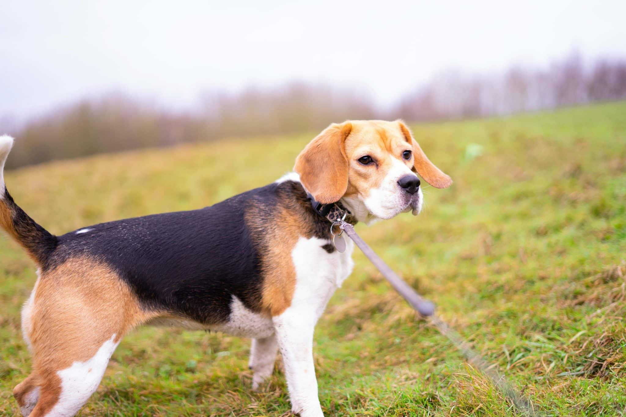 15 Times Dogs Have Helped Solve Crimes & Catch Criminals - iHeartDogs.com