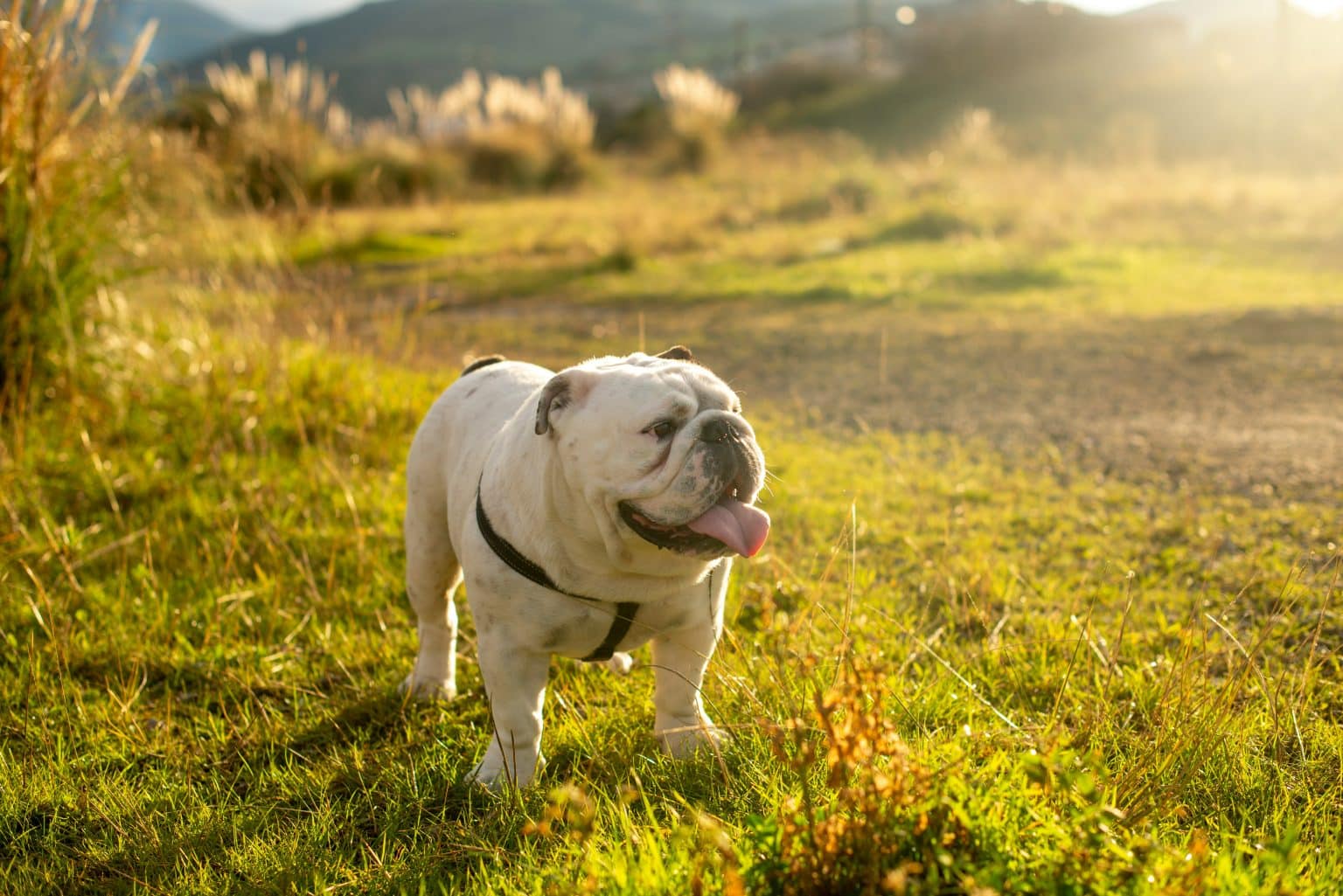 13 Ways Dogs Can Sense Danger Before Humans Can - iHeartDogs.com