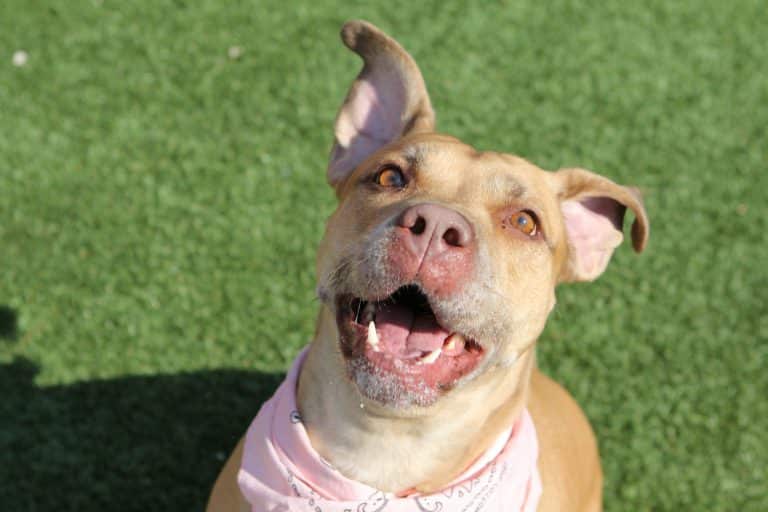15 Signs Your Dog Is Smiling (Yes, They Really Can!) - iHeartDogs.com