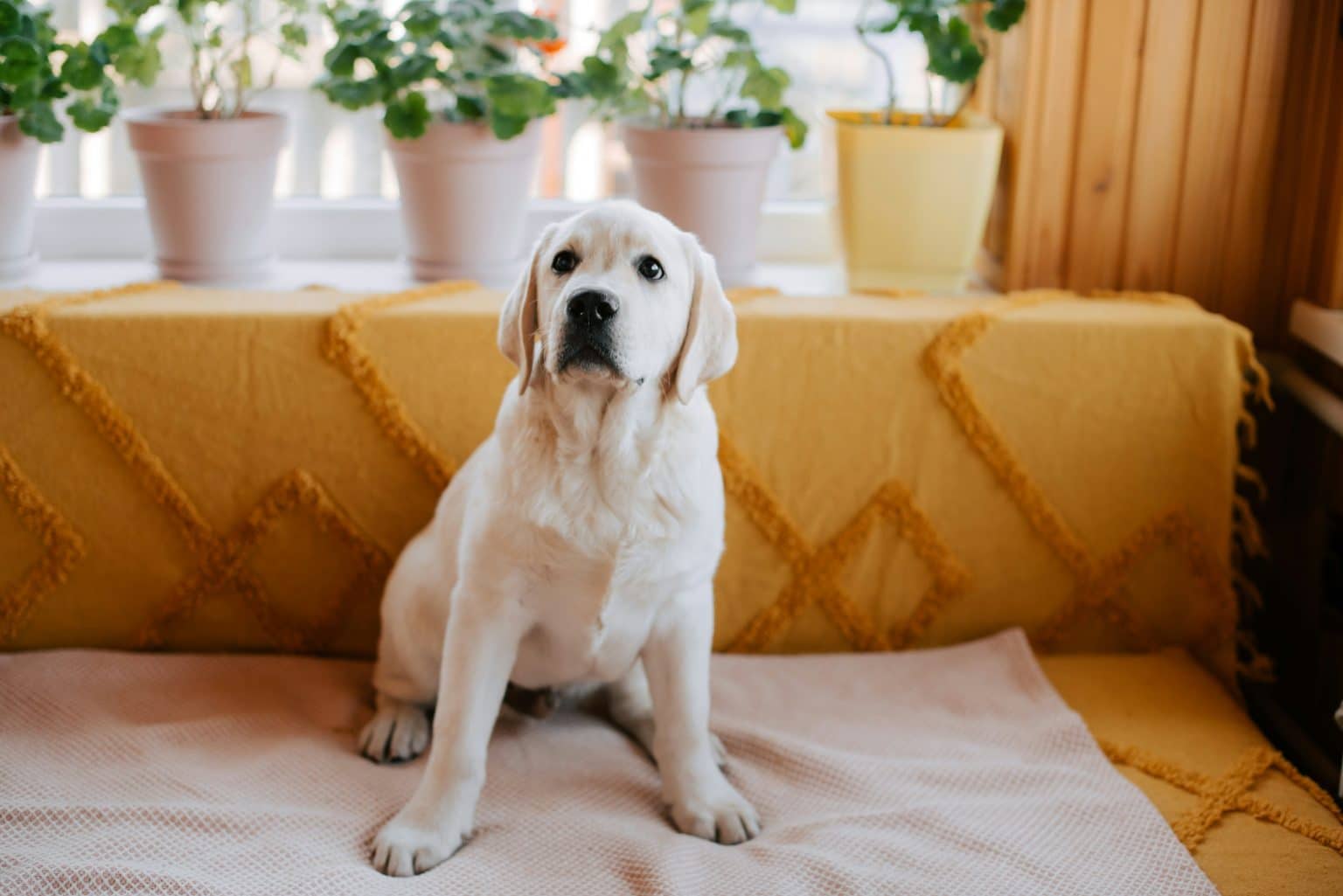 9 Mysterious Reasons Why Your Dog Always Sits Facing You - iHeartDogs.com