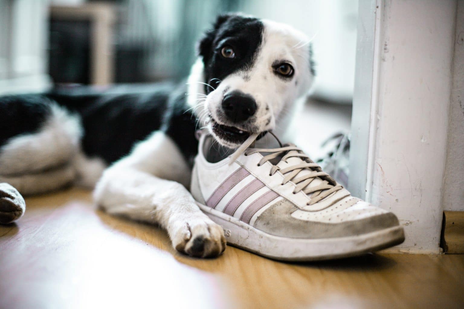 11 Funny Puppy Fails That’ll Make You Laugh - iHeartDogs.com