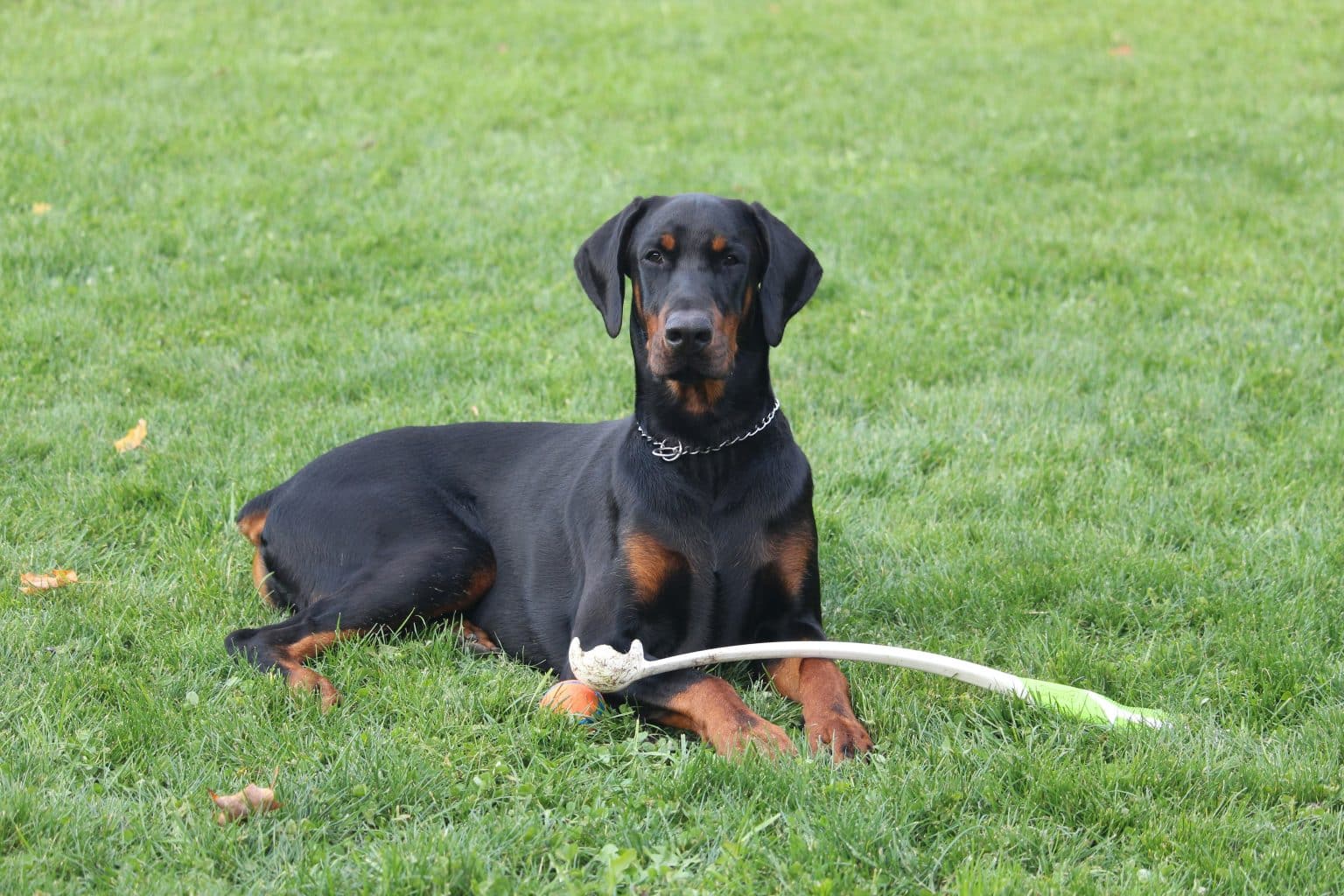 9 Large Dog Breeds That Will Protect You with Their Whole Heart ...