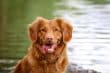 15 Signs Your Dog Is Smiling (Yes, They Really Can!) - iHeartDogs.com