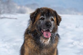 13 Ultimate Dog Breeds That Are Built For Snow & Cold Weather ...